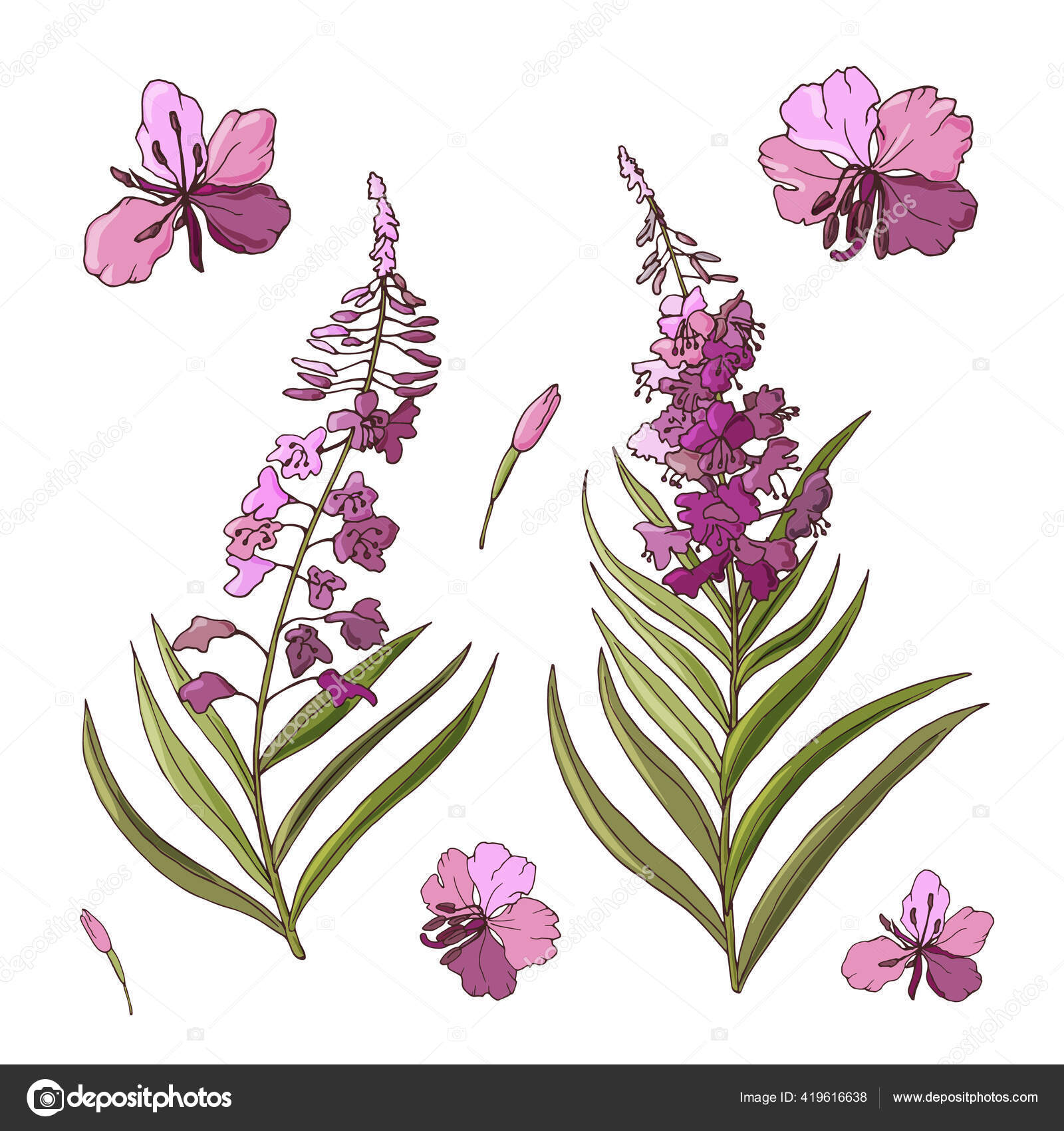 Fireweed flowers set isolated on white background. Stock Illustration ...