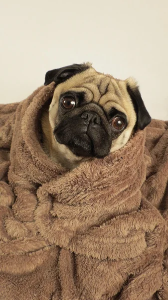 Perro pug fotos de stock, imágenes de Perro pug sin royalties ...