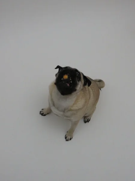 Cursed images of pug Stock Photos, Royalty Free Cursed images of pug ...