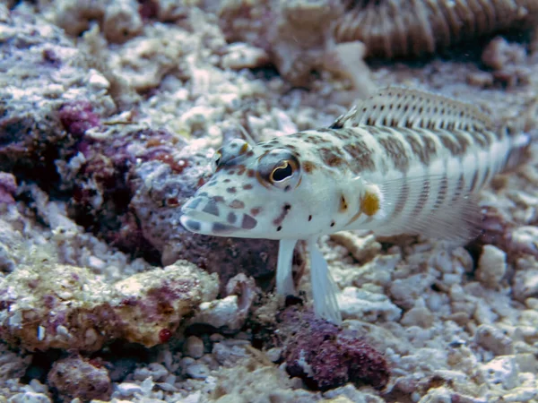 Fotos de Chinese zebra goby, Imagens de Chinese zebra goby sem ...