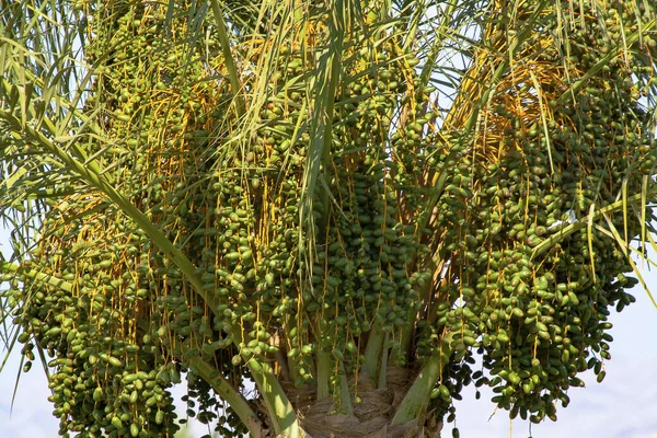 Arak tree Stock Photos, Royalty Free Arak tree Images | Depositphotos