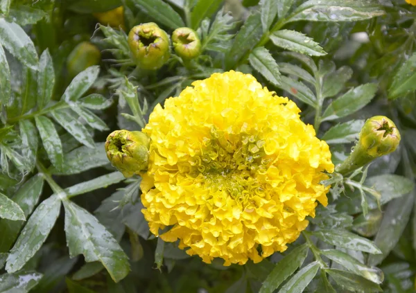 Japanese marigold bush Stock Photos, Royalty Free Japanese marigold ...