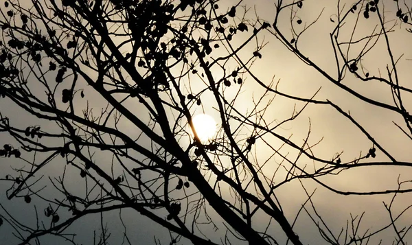 Paysage soleil arbre Stock Photos, Royalty Free Paysage soleil arbre ...