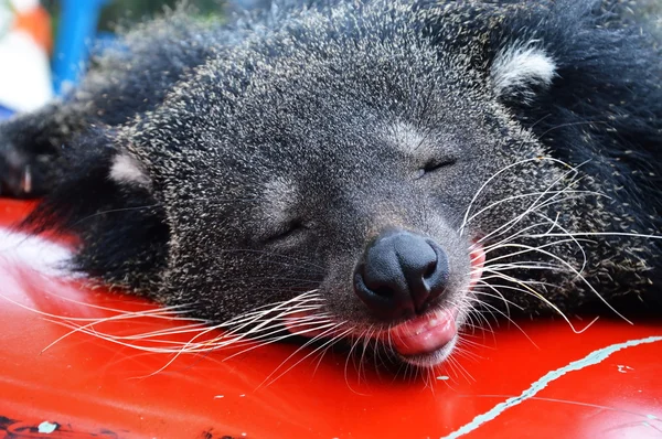 Bear cat Stock Photos, Royalty Free Bear cat Images | Depositphotos