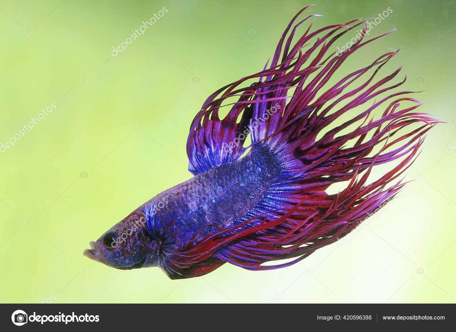 Purple Crowntail Betta