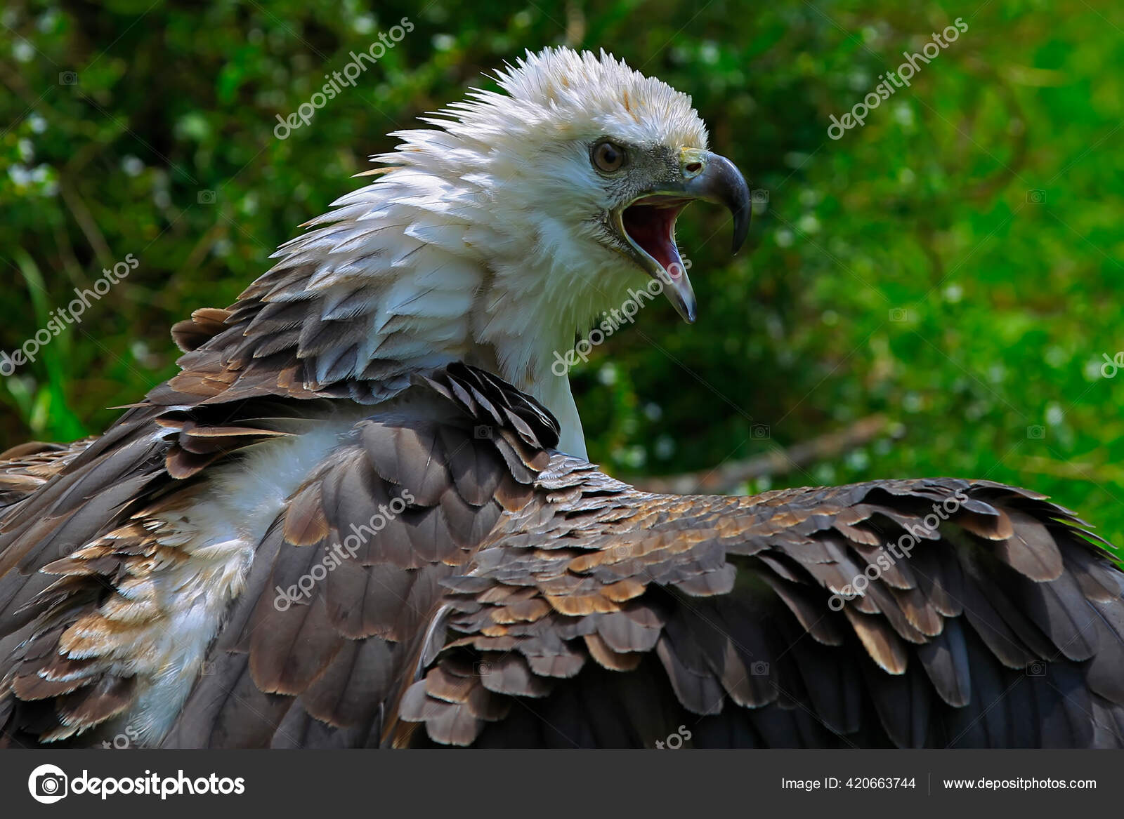 Fierce Eagle