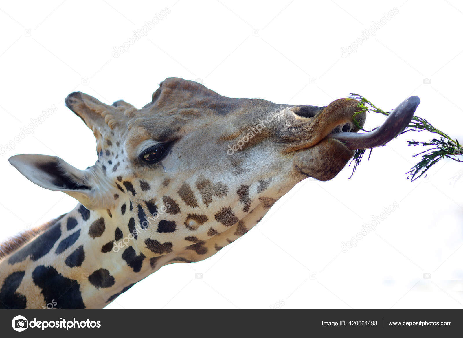Giraffe Eating