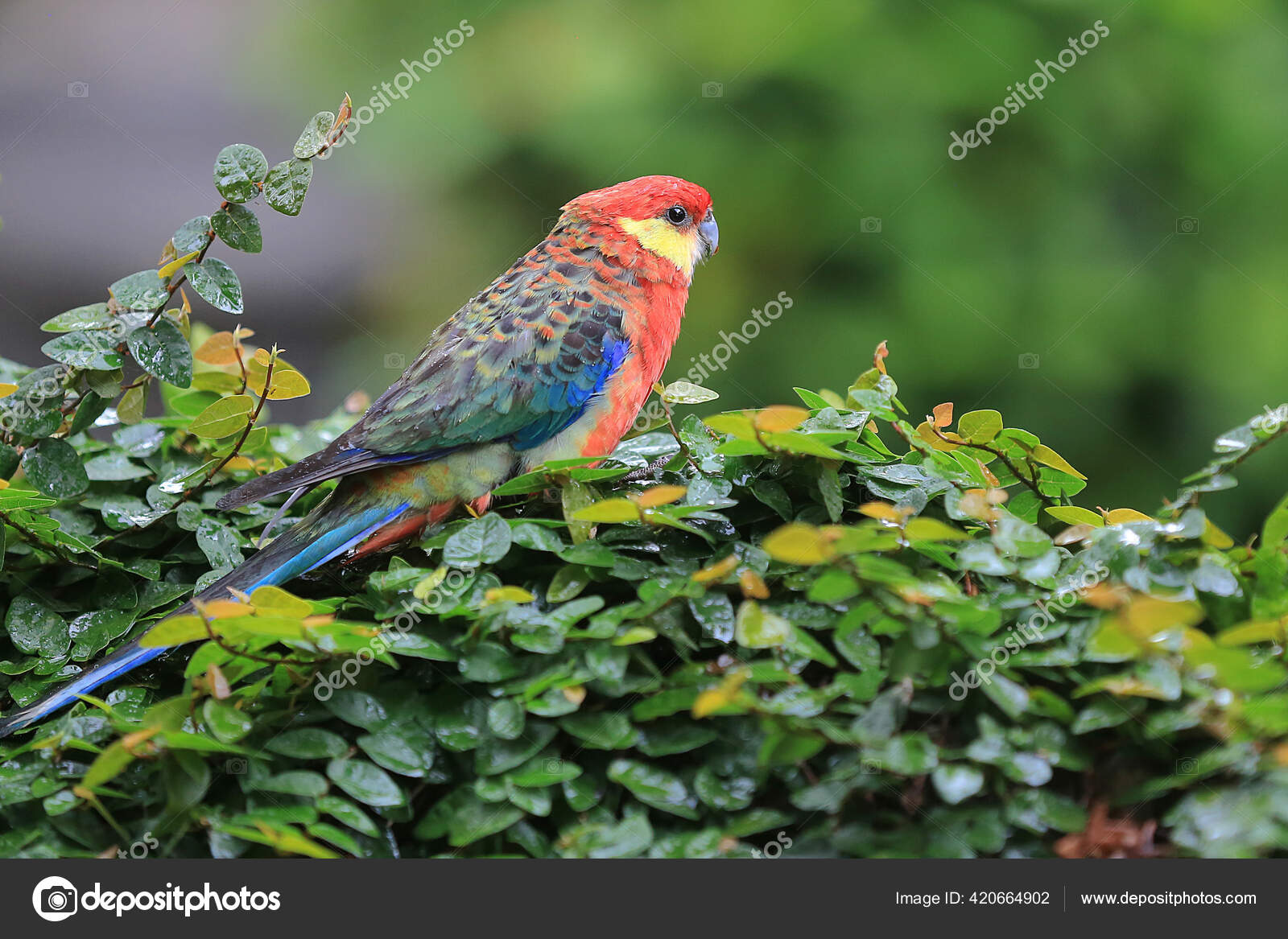 Rosella Parakeet Information