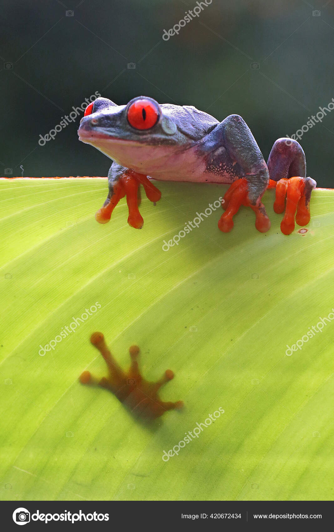 Red Eyed Tree Frog Jumping