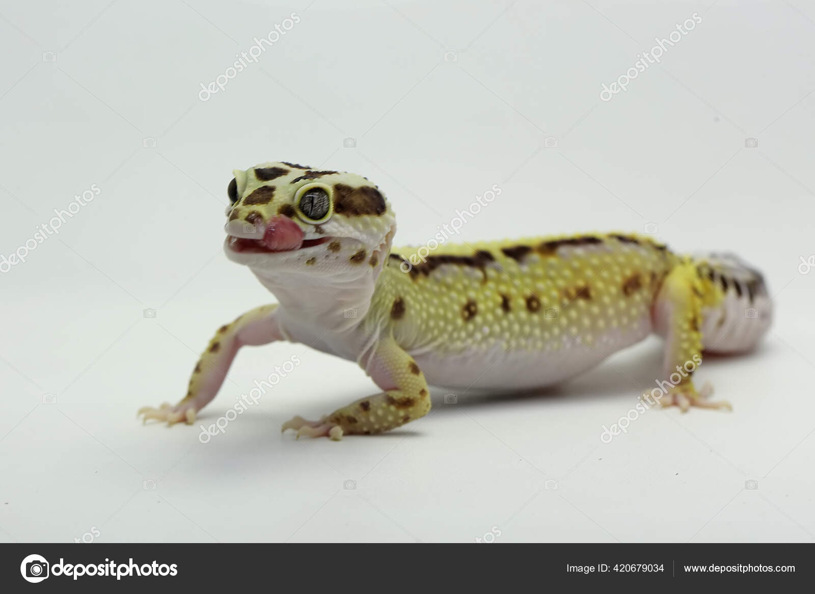 Leopard Gecko Eublepharis Macularius Posing Distinctive Style Stock ...
