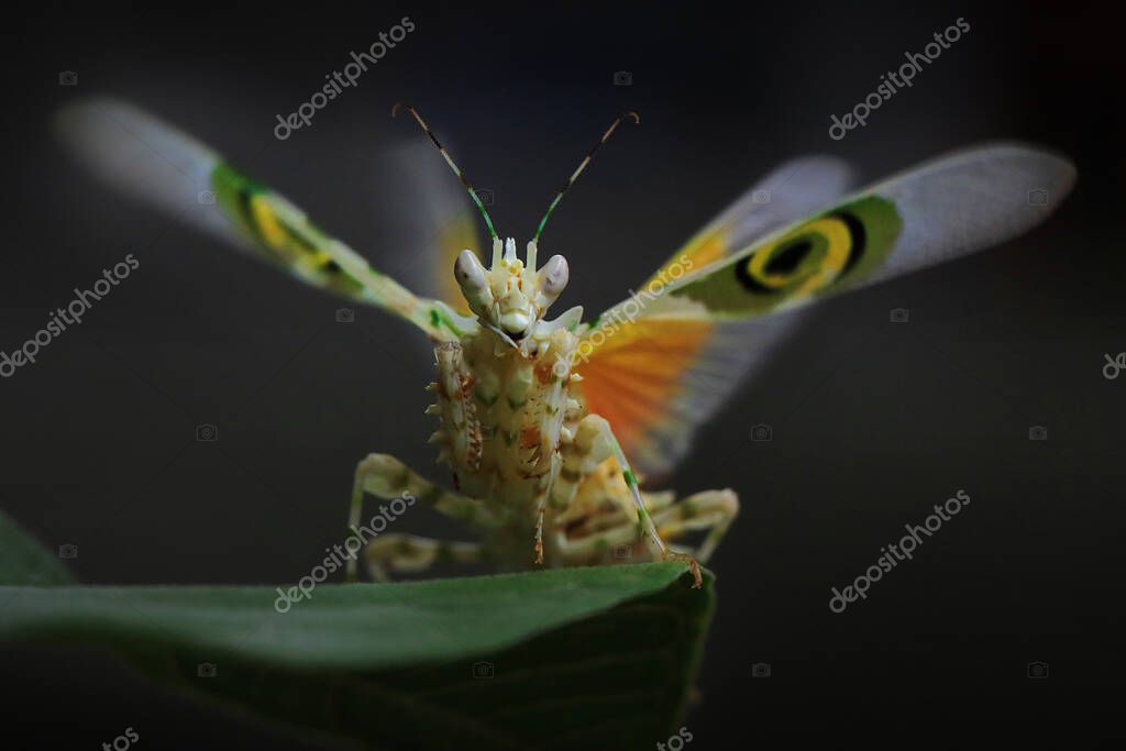 Una mantis flor espinosa (Pseudocreobotra wahlbergii) está agitando sus ...