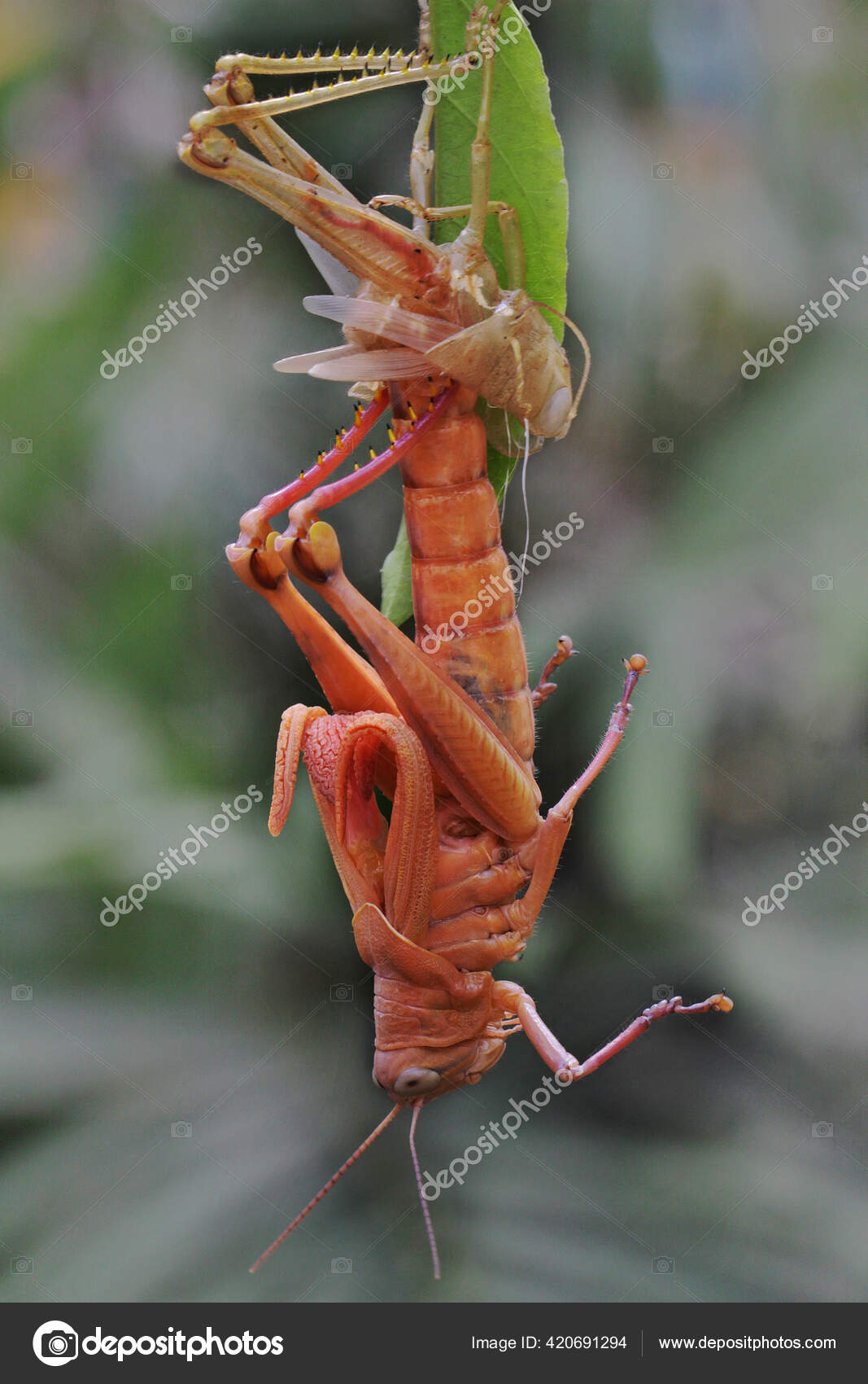 Grasshopper Molting