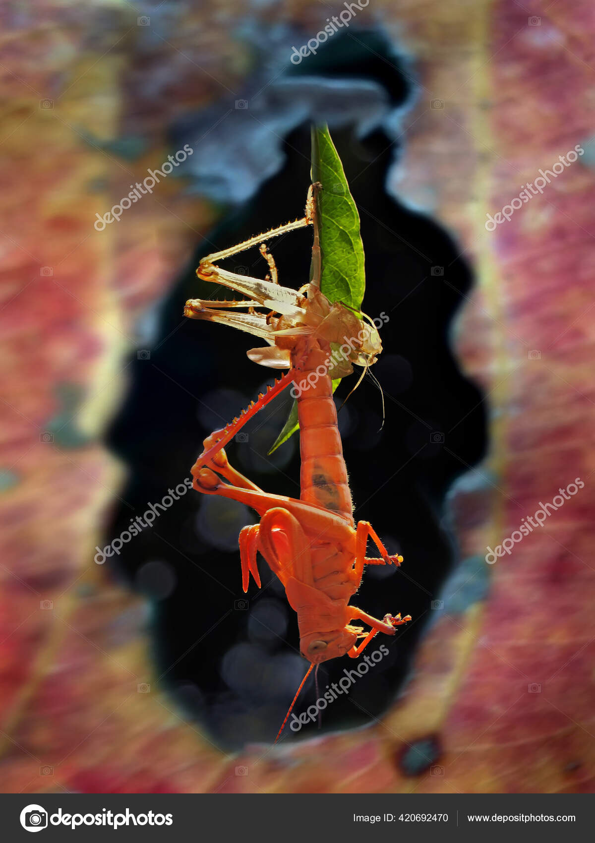 Grasshopper Going Molting Process — Stock Photo © iwayansumatika #420692470