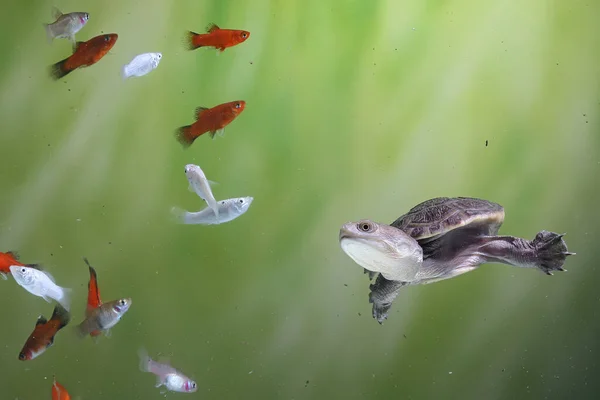 Macrochelodina oblonga Stock Photos, Royalty Free Macrochelodina ...