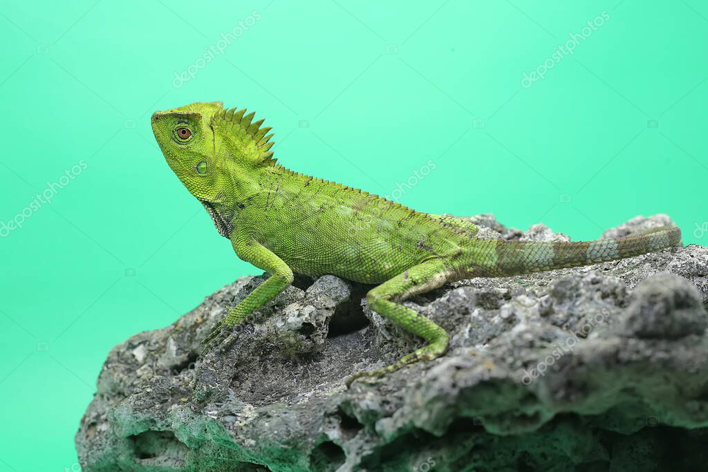 Gestos corporales de un dragón del bosque (Gonocephalus chamaeleontinus ...