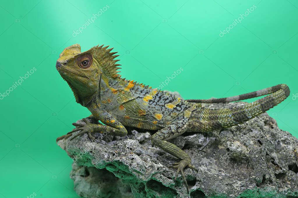 Gestos corporales de un drag n del bosque (Gonocephalus chamaeleontinus ...