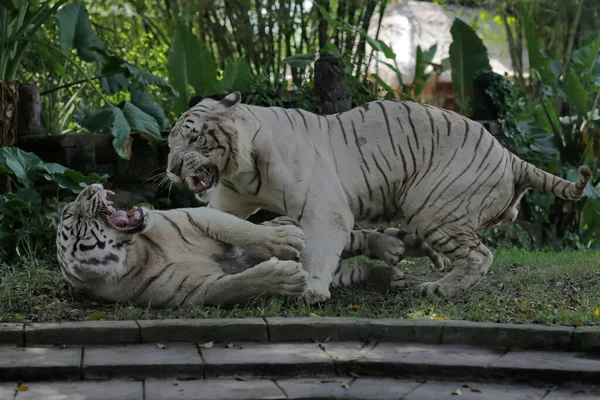 Singapore Zoo White Tiger Attack