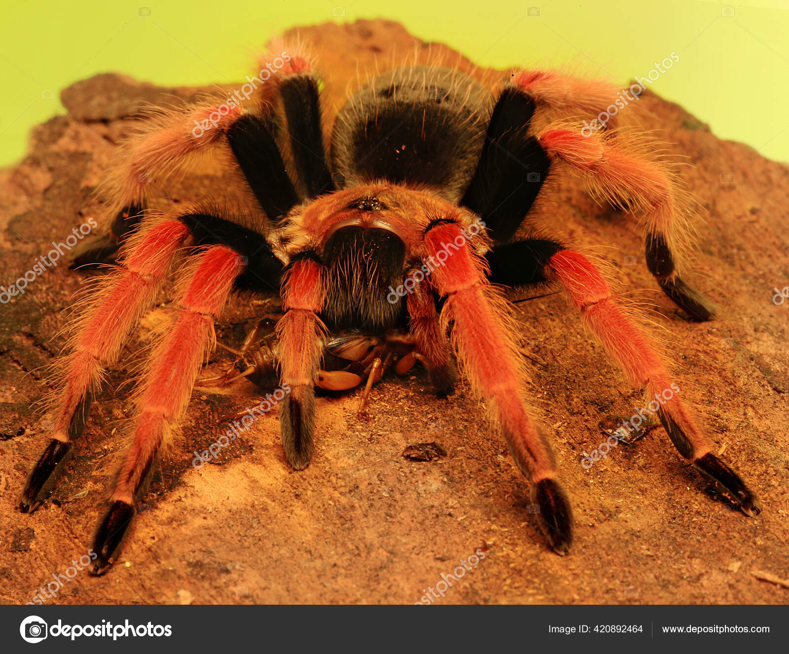 Tarantula Showing Aggressive Behavior Stock Photo by ©iwayansumatika ...