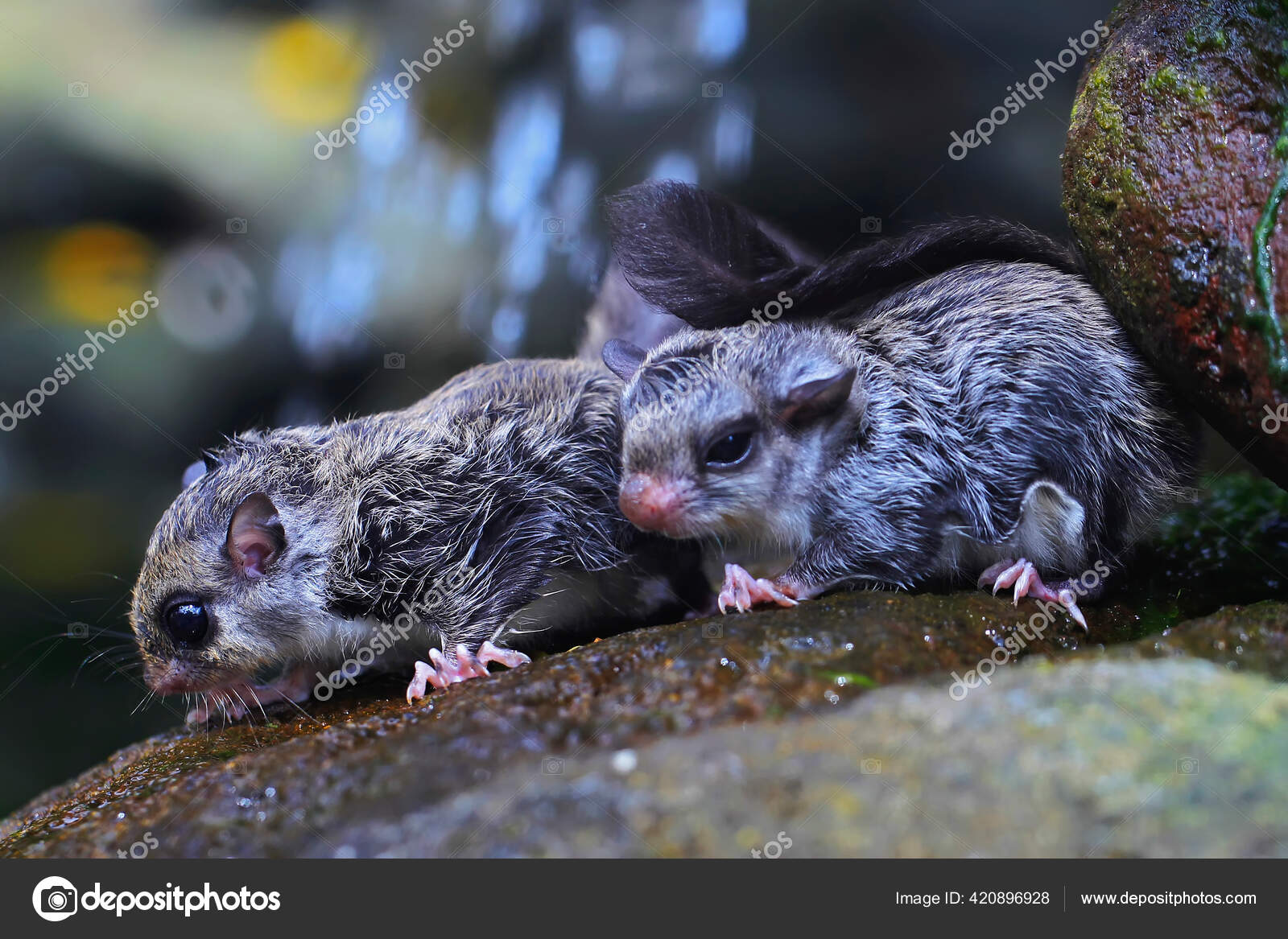 Flying Squirrel Babies