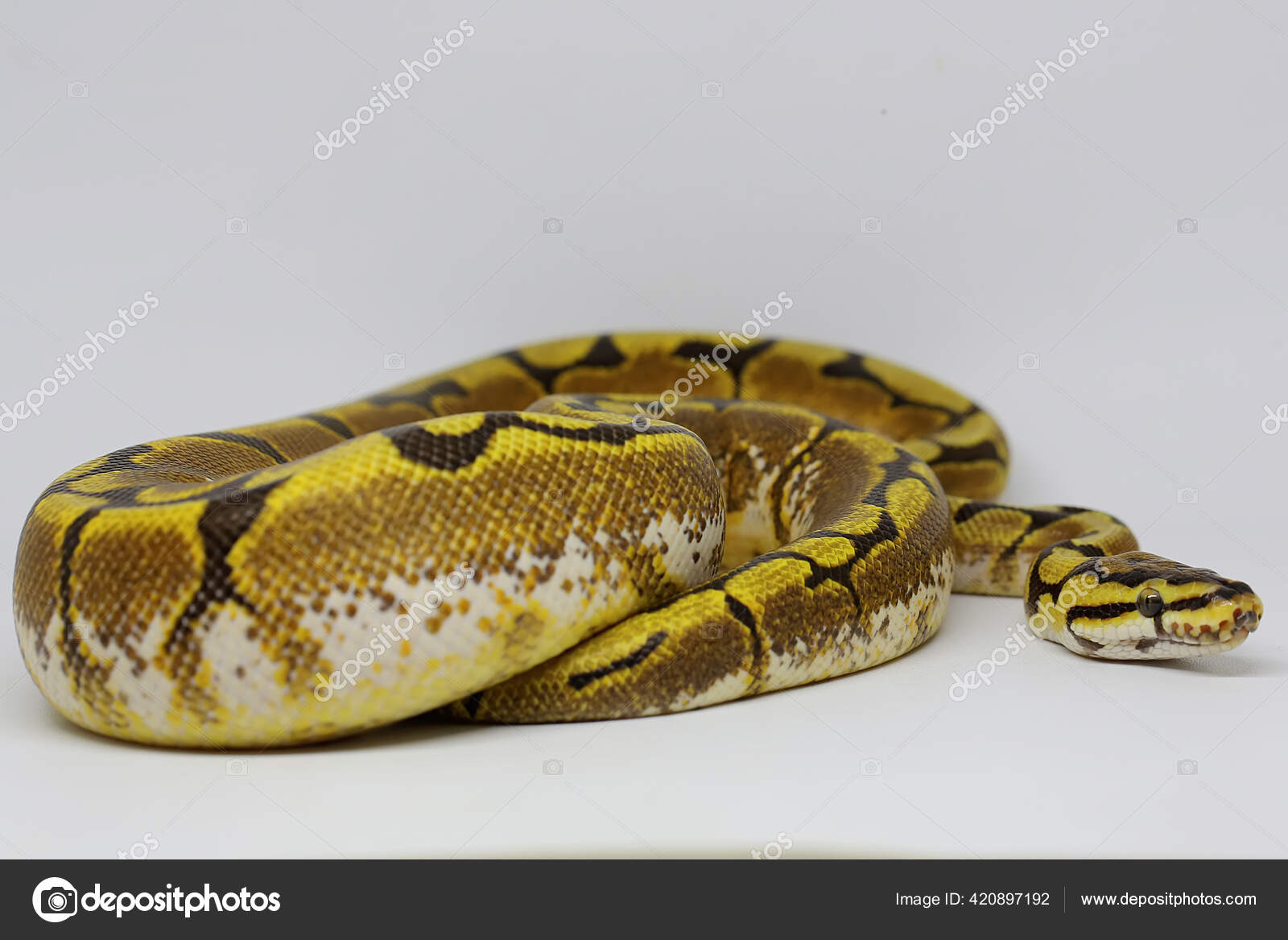 Ball Python Python Regius Wrapping Its Body Keeping Eye Its — Stock ...