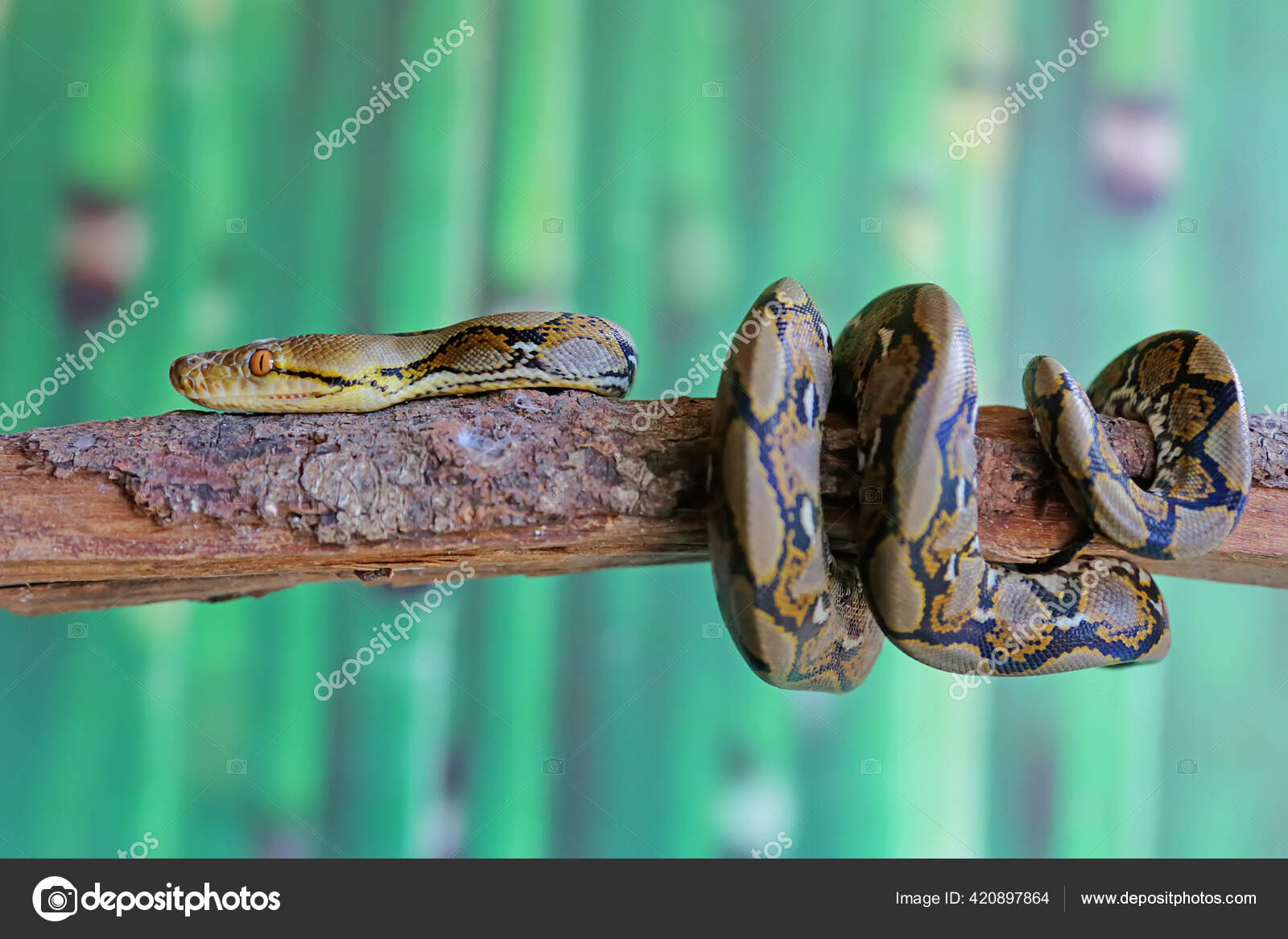 Indian Python Wallpapers