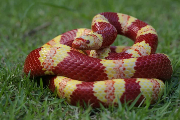 Red snake Stock Photos, Royalty Free Red snake Images | Depositphotos