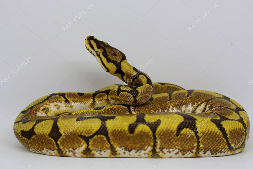 Una pitón de bola (Python regius) envuelve su cuerpo y vigila su ...