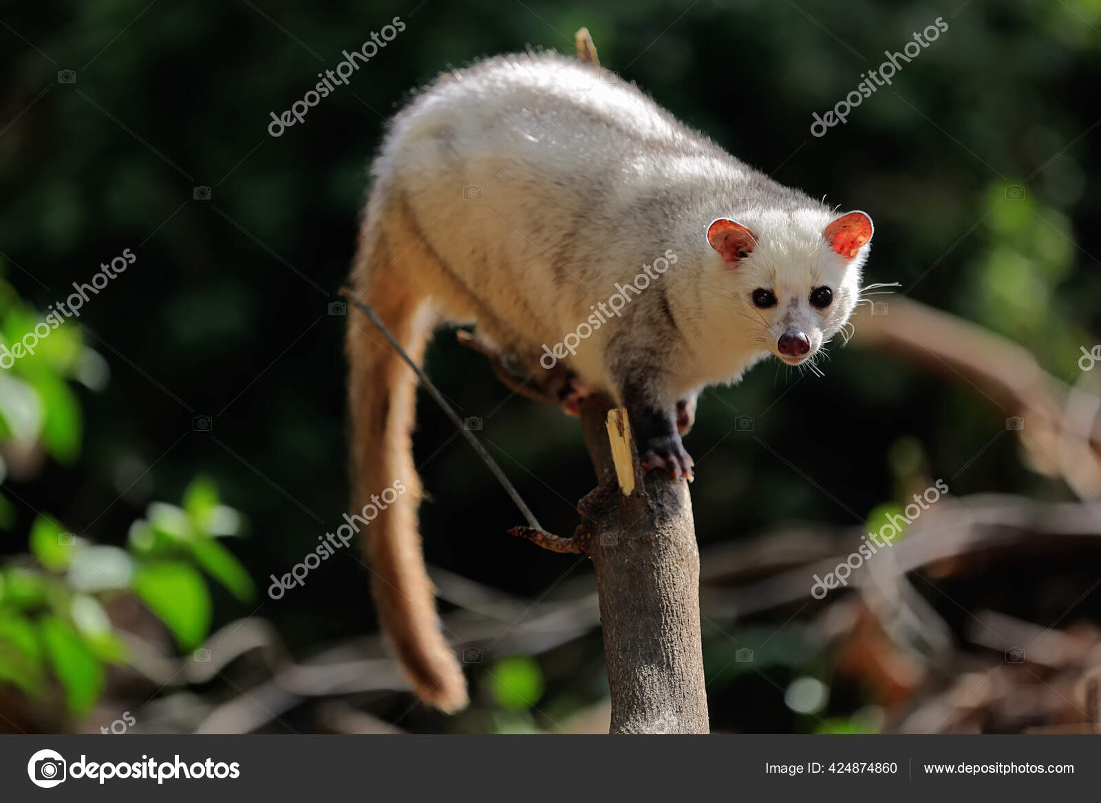 Seal Point Type Civet Cat Preparing Jump Stock Photo by ©iwayansumatika ...