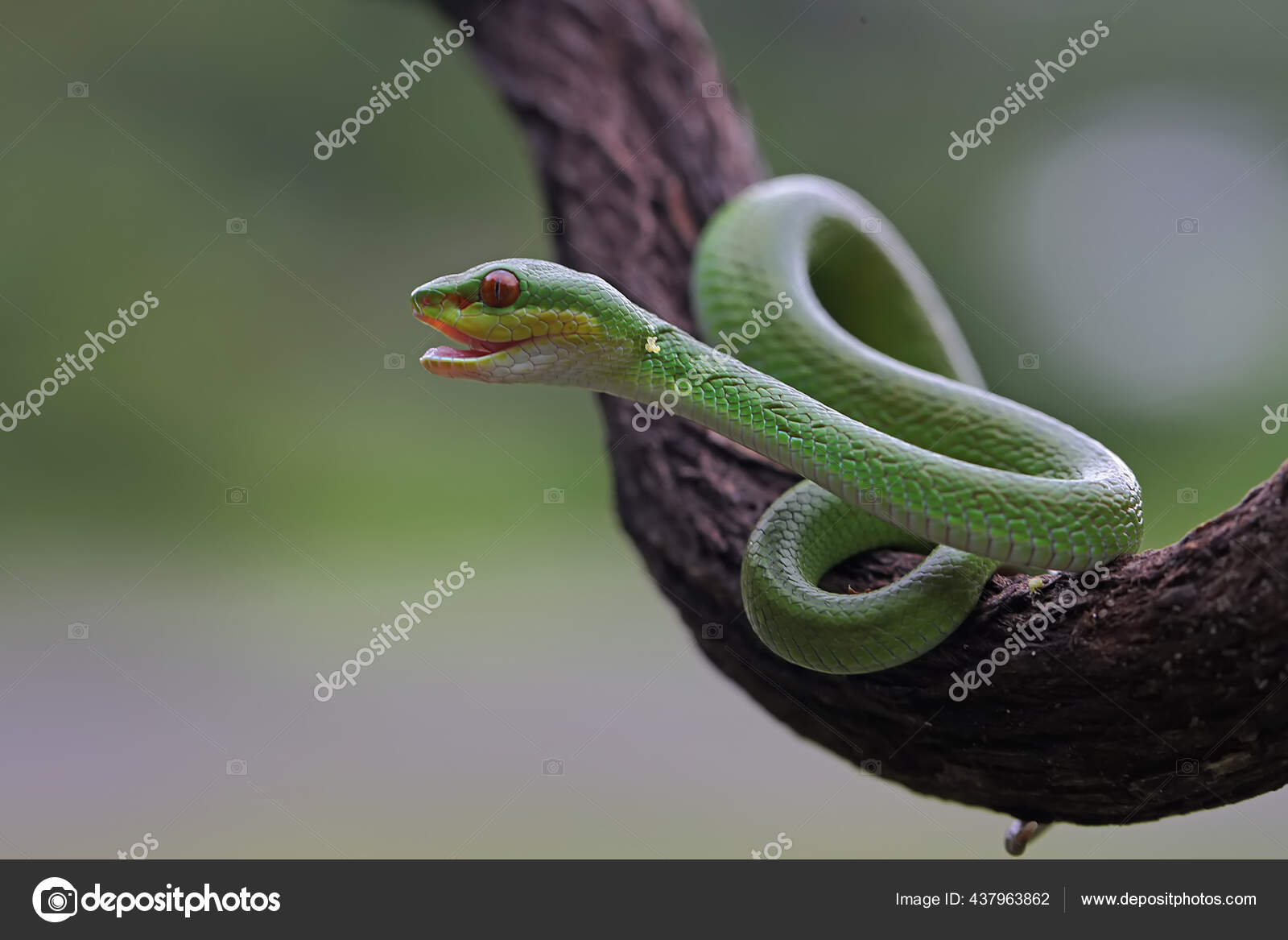 Baby Lesser Sunda Pit Viper Trimeresurus Insularis Crawling Dry Tree ...