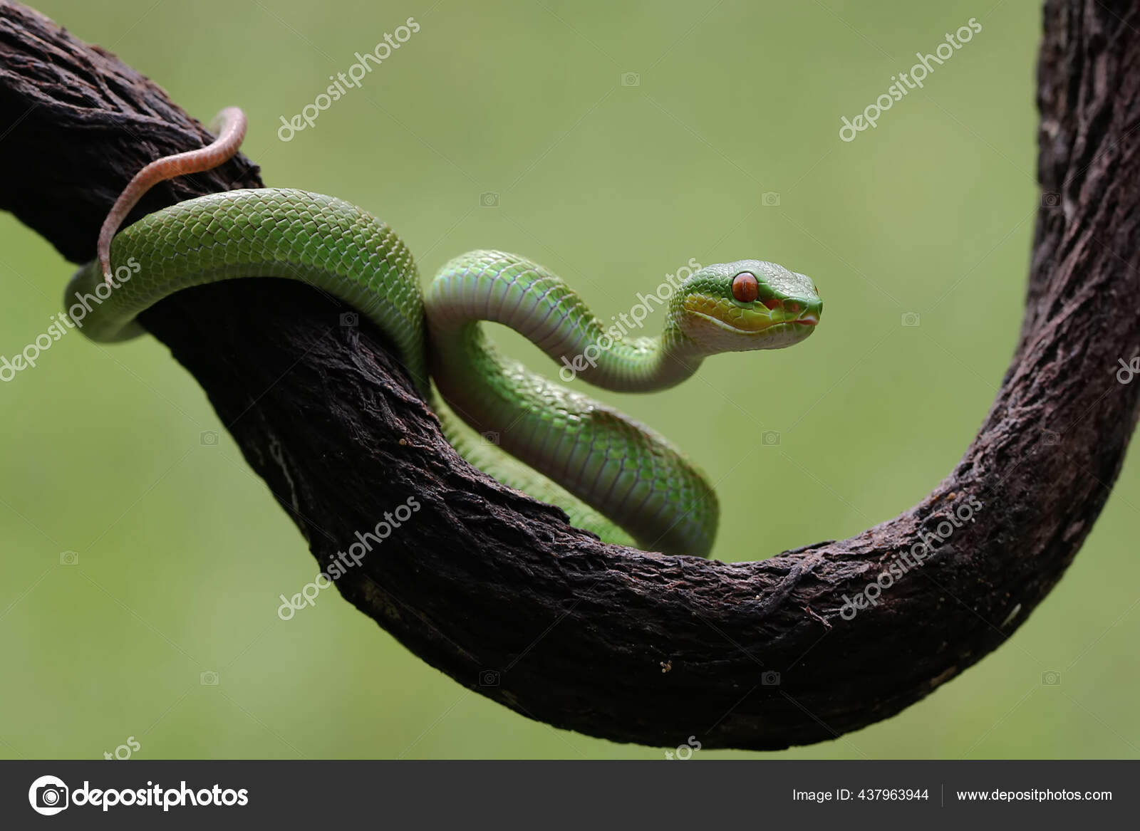 Baby Lesser Sunda Pit Viper Trimeresurus Insularis Crawling Dry Tree ...
