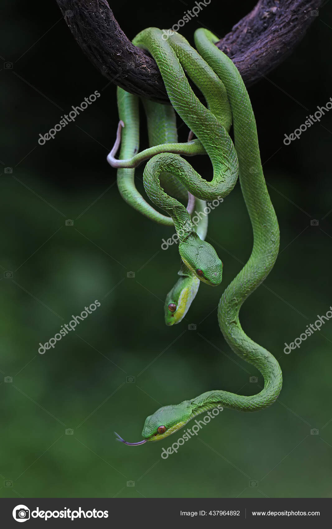 Group Baby Lesser Sunda Pit Vipers Trimeresurus Insularis Crept Dry ...