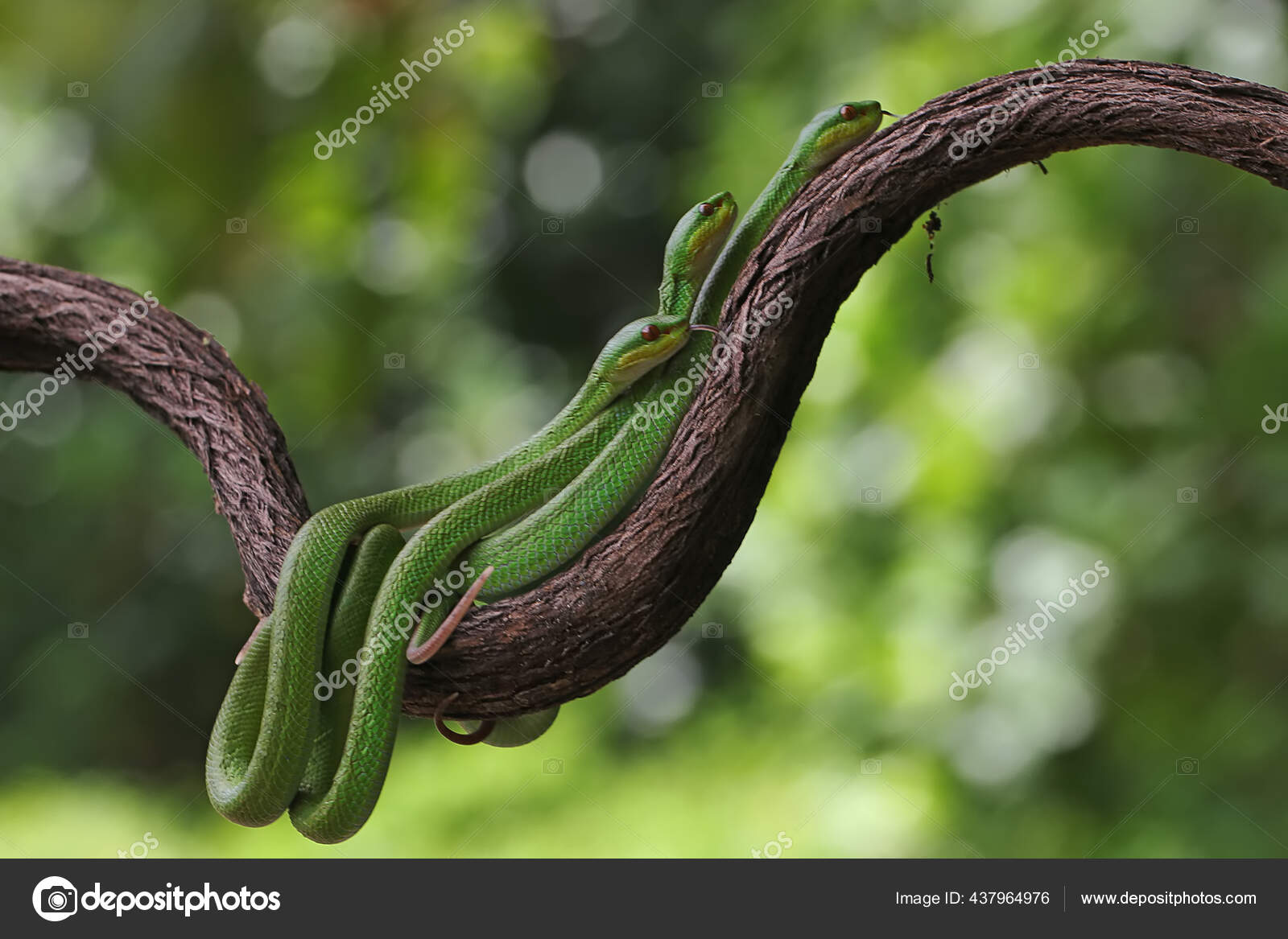 Group Baby Lesser Sunda Pit Vipers Trimeresurus Insularis Crept Dry ...