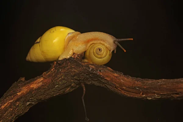 Golden yellow snail Stock Photos, Royalty Free Golden yellow snail ...