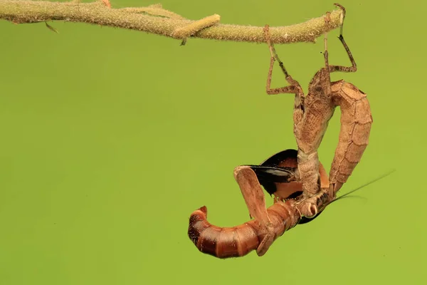 La mantis religiosa del boxeador (Astyliasula phyllopus) está comiendo ...