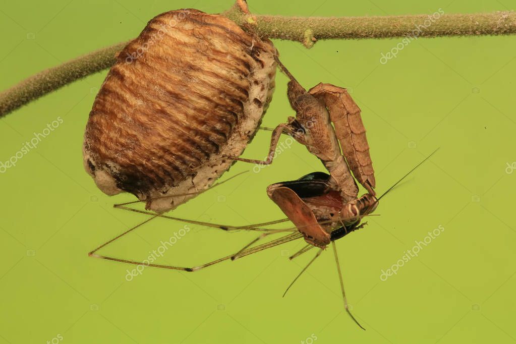 La mantis religiosa del boxeador (Astyliasula phyllopus) está comiendo ...