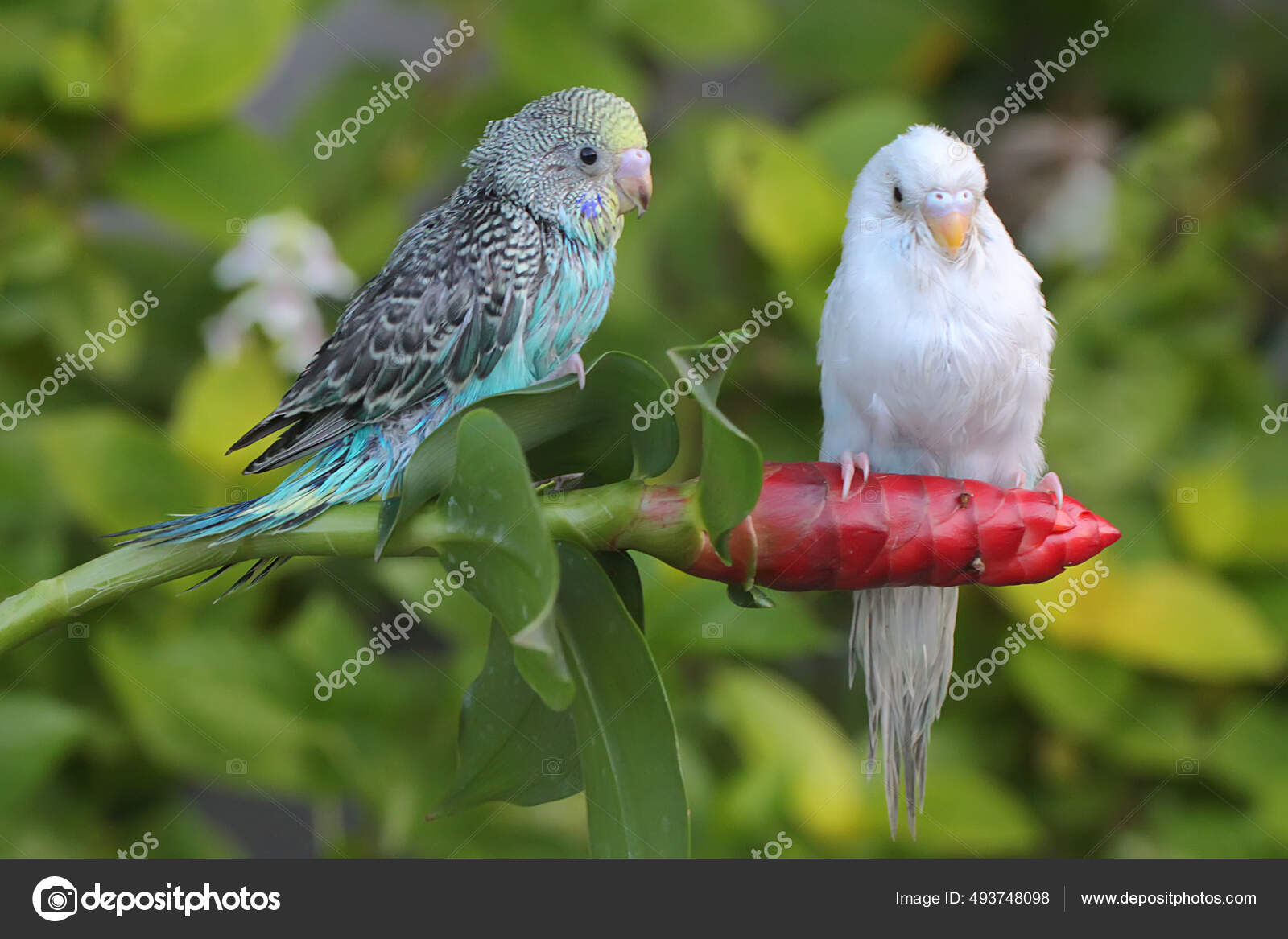 Two Parakeets Melopsittacus Undulatus Resting Bush Stock Photo by ...