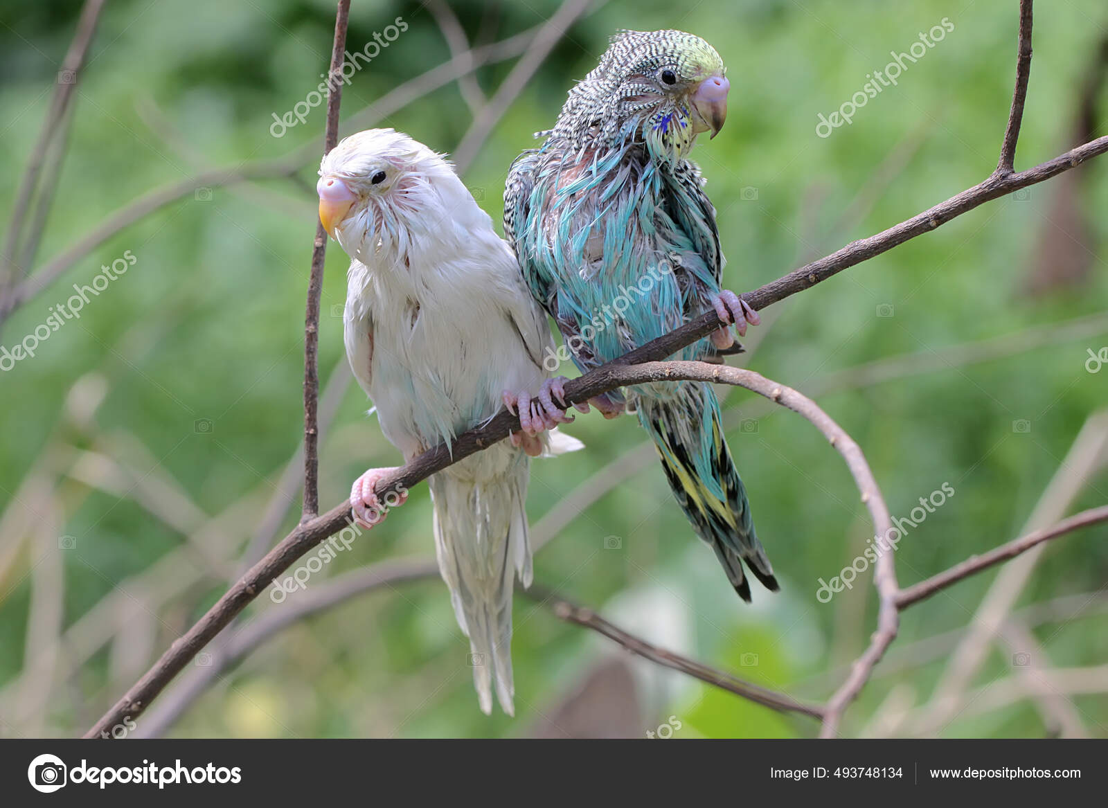 Two Parakeets Melopsittacus Undulatus Resting Bush Stock Photo by ...