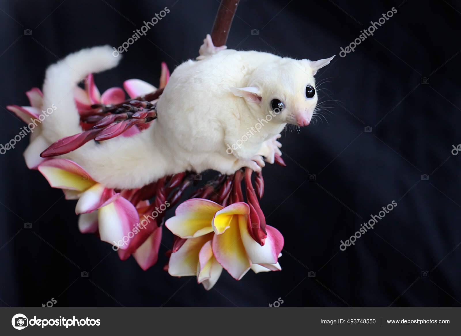 Sugar Glider Leucistic