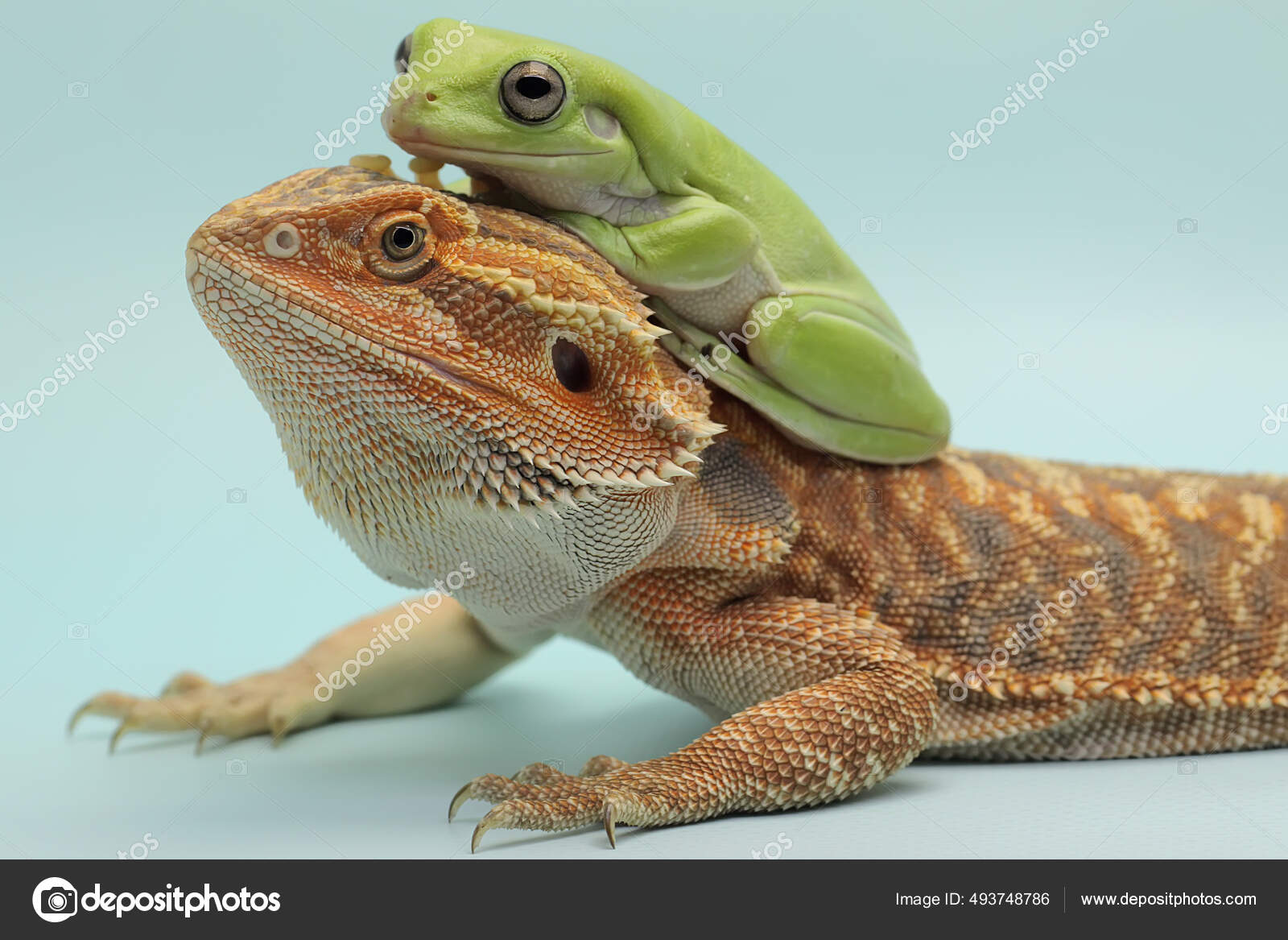 Dumpy Frog Litoria Caerulea Perched Neck Bearded Dragon Stock Photo by ...