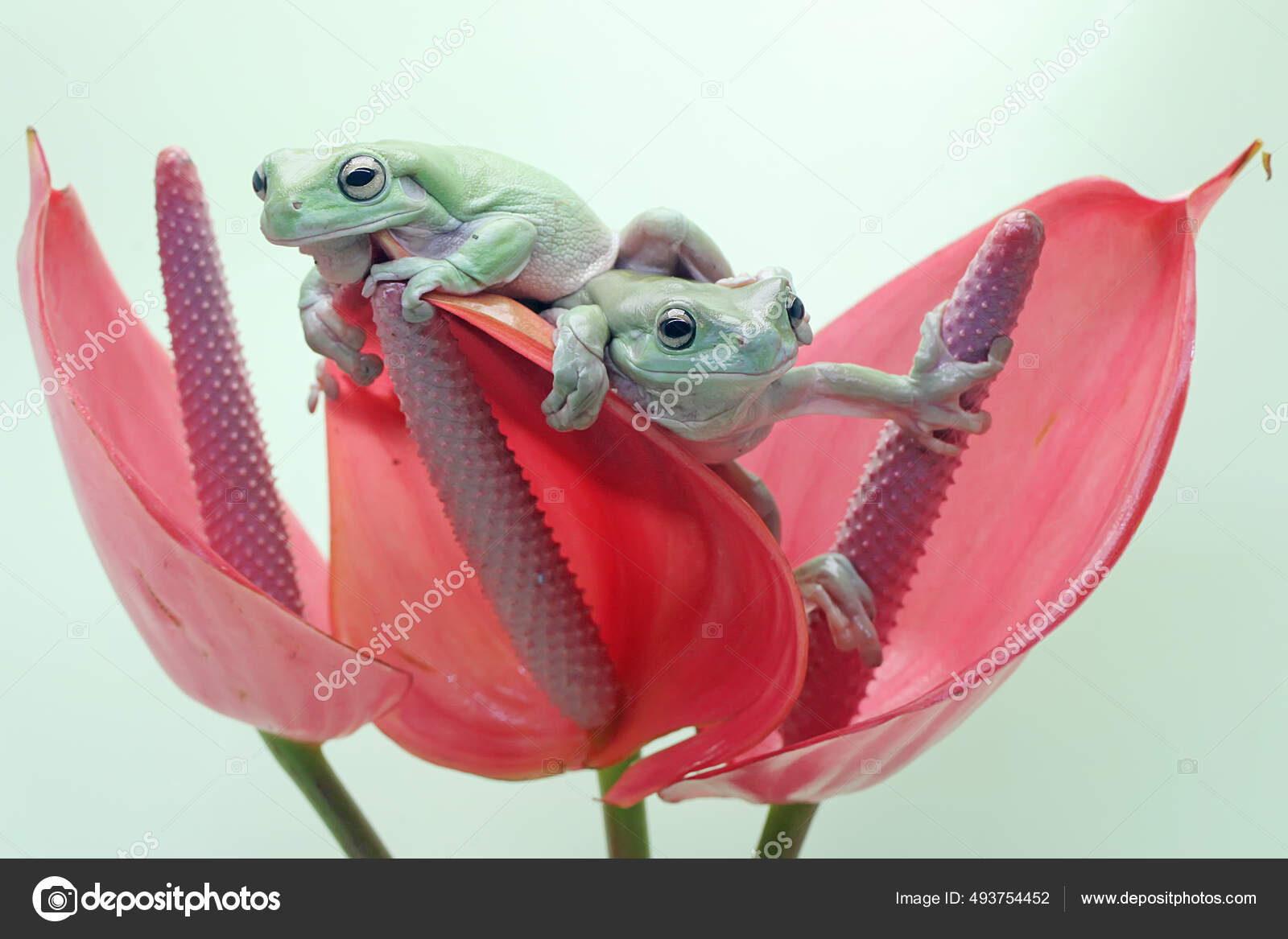 Pink Tree Frog