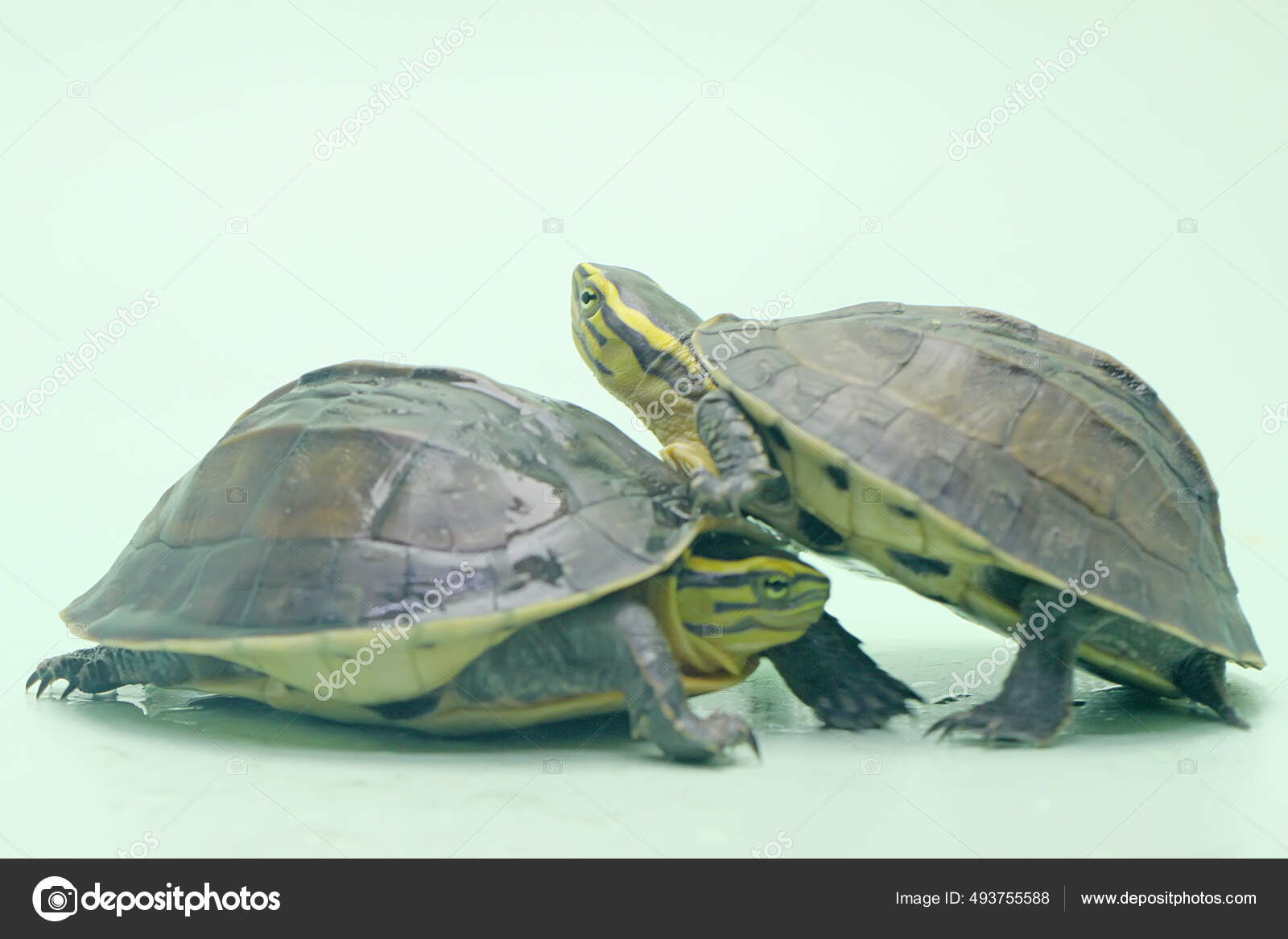 Two Amboina Box Turtles Southeast Asian Box Turtle Basking Shelled ...