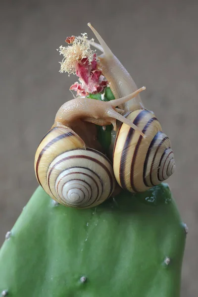 Caracoles comestibles Stock Photos, Royalty Free Caracoles comestibles ...