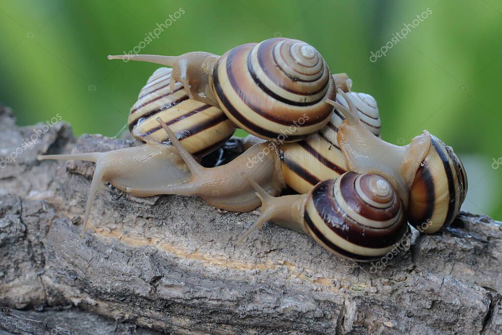 Un grupo de hermoso caracol árbol de color ar en busca de comida. El ...