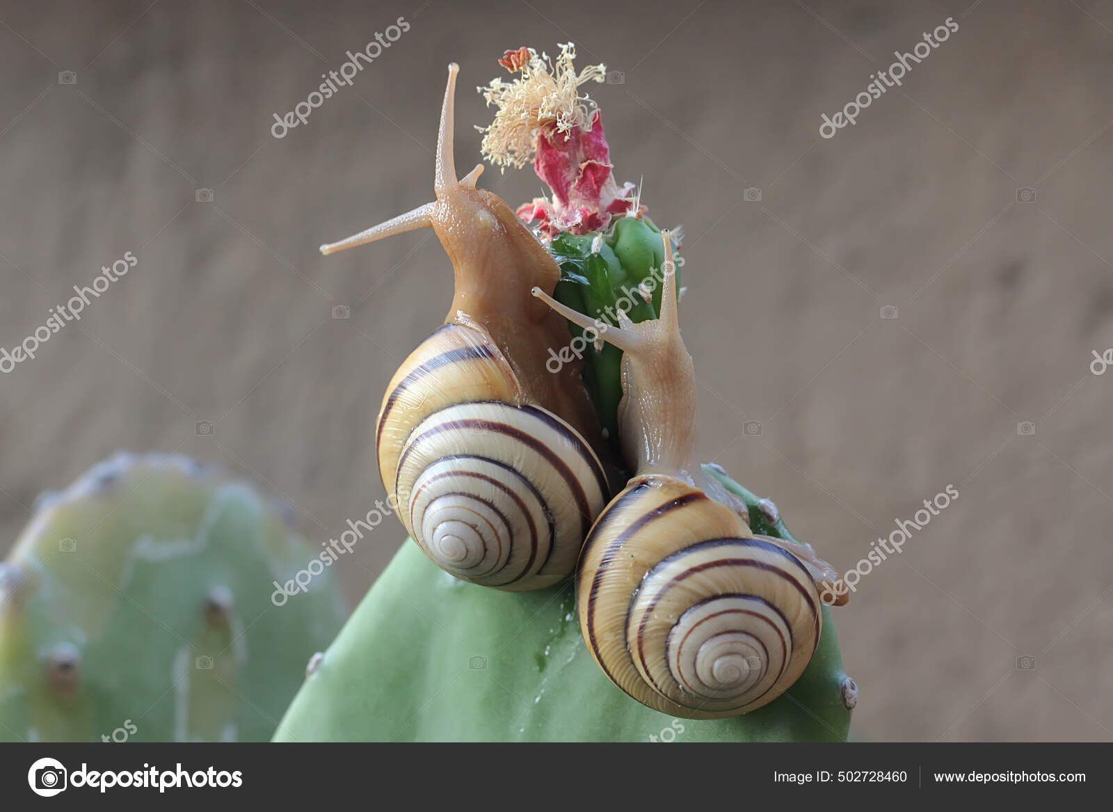 Naturally Colorful Snails