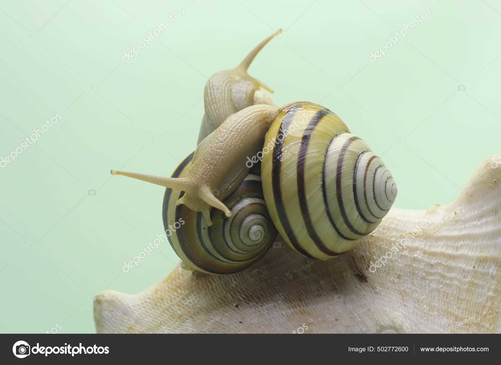 Naturally Colorful Snails