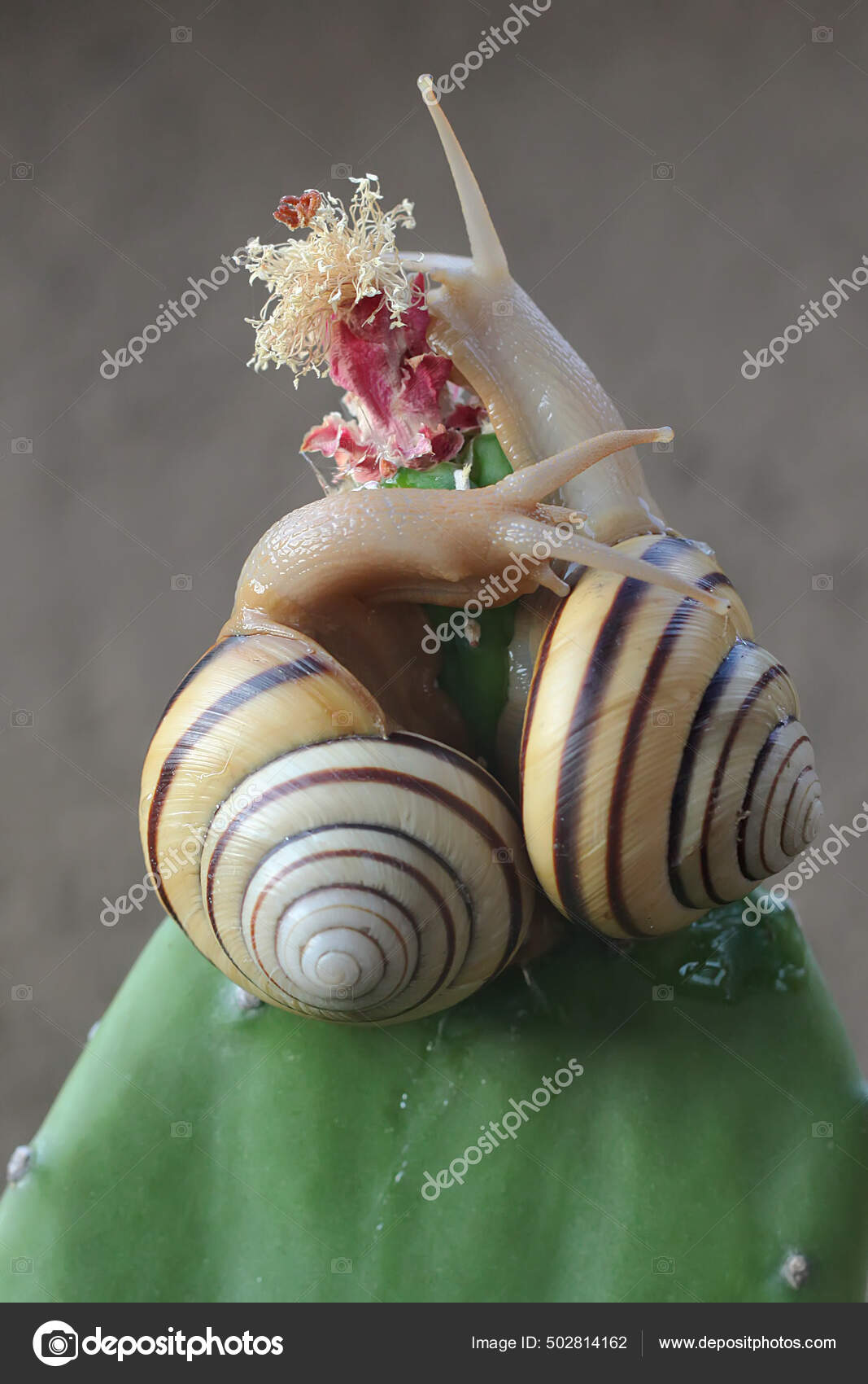 Naturally Colorful Snails