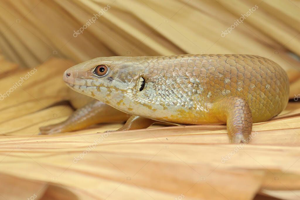 Un skink importante es tomar el sol antes de comenzar sus actividades ...