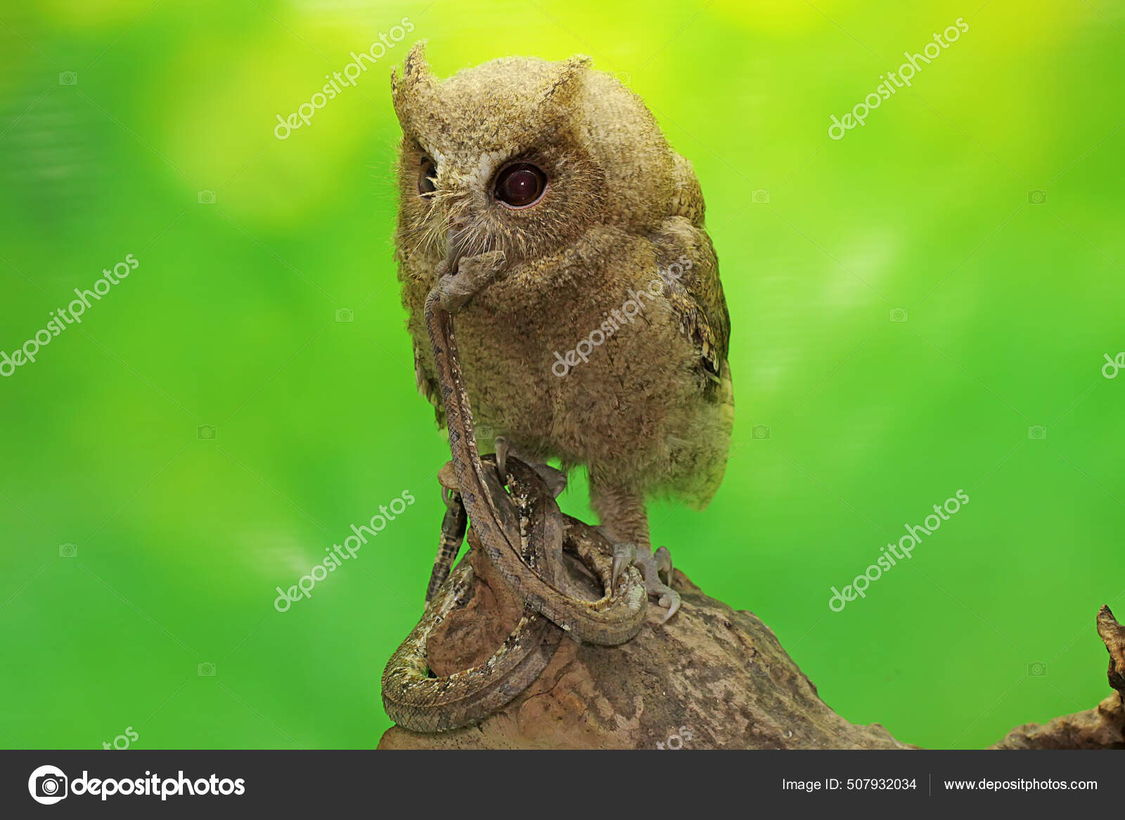 Javan Scops Owl Eating Snake Nocturnal Bird Has Scientific Name — Stock ...