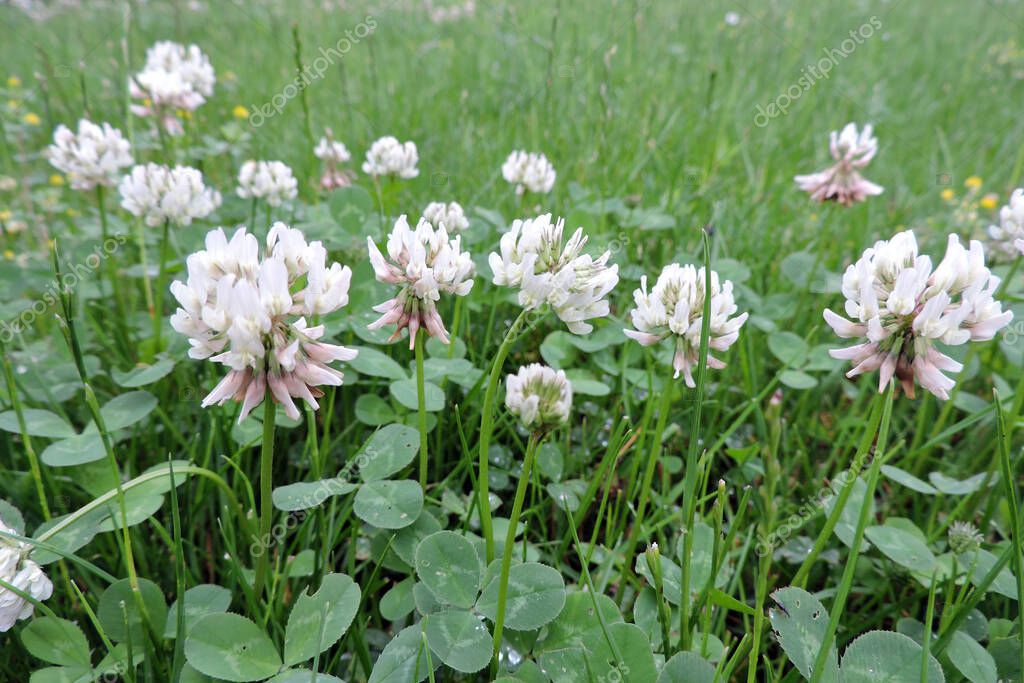 Una vista de un prado de flores, flores de trébol blanco y amarillo 2023