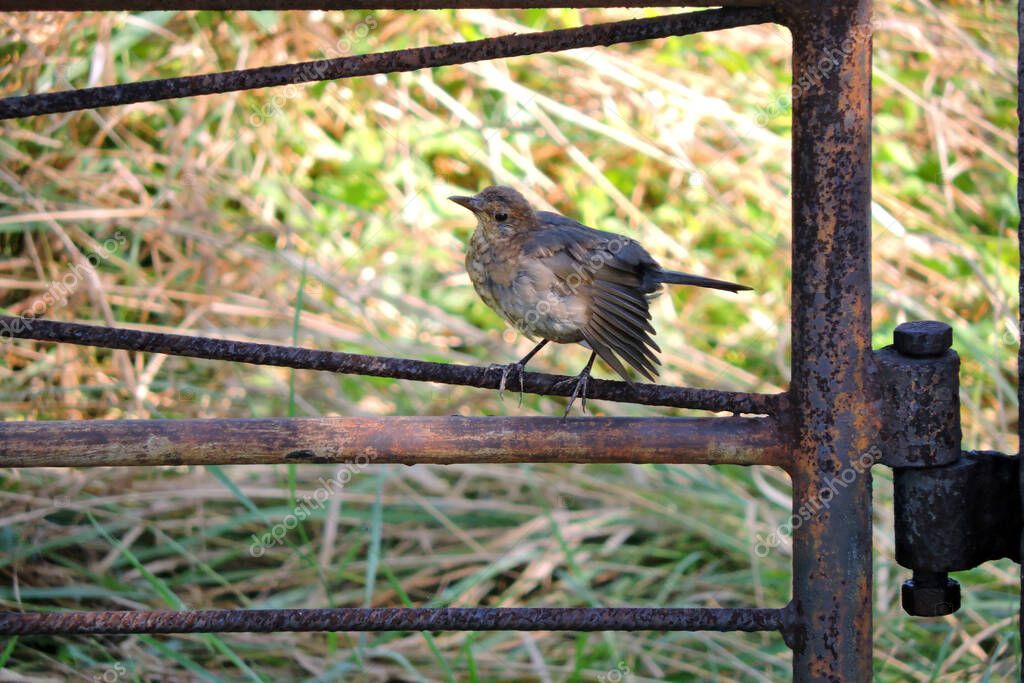 Un mirlo euroasiático joven muda de color marrón oscuro sentado sobre ...